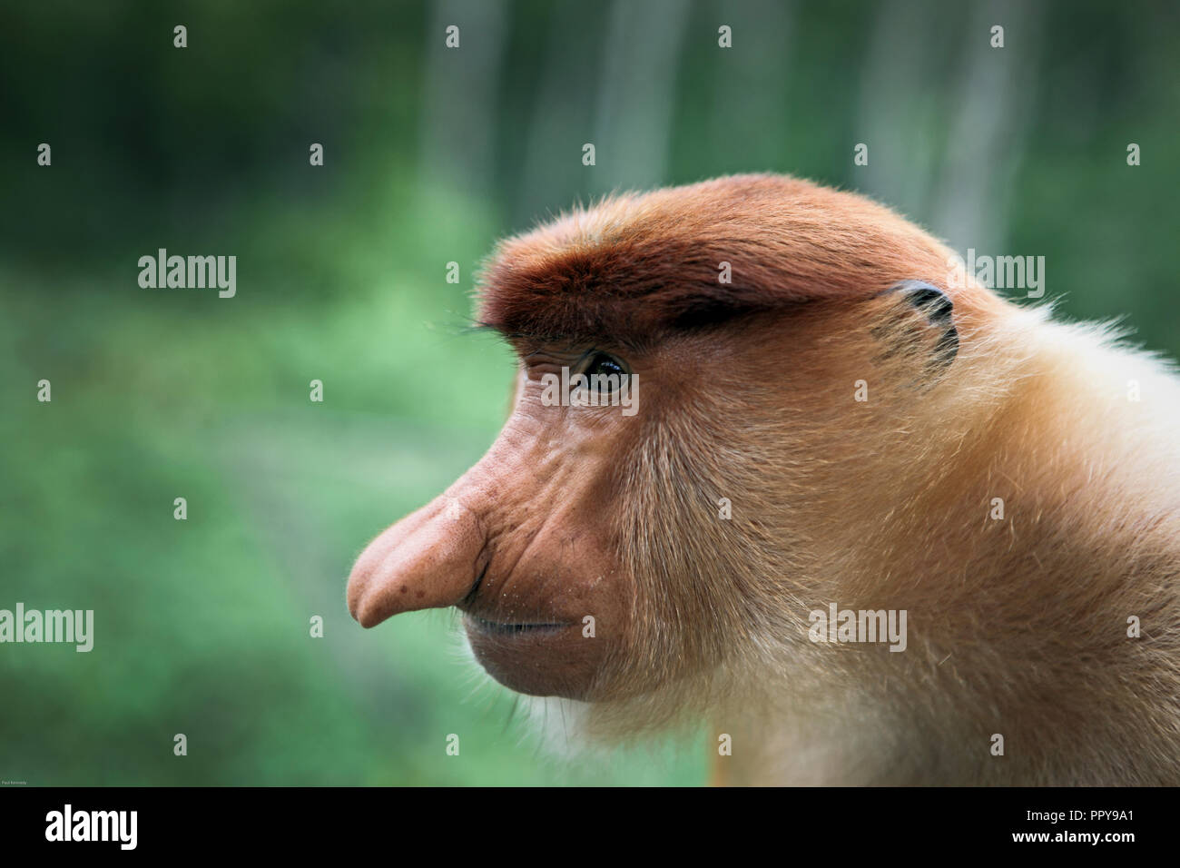 Male proboscis monkey in mangrove forest, Borneo, Malaysia Stock Photo ...