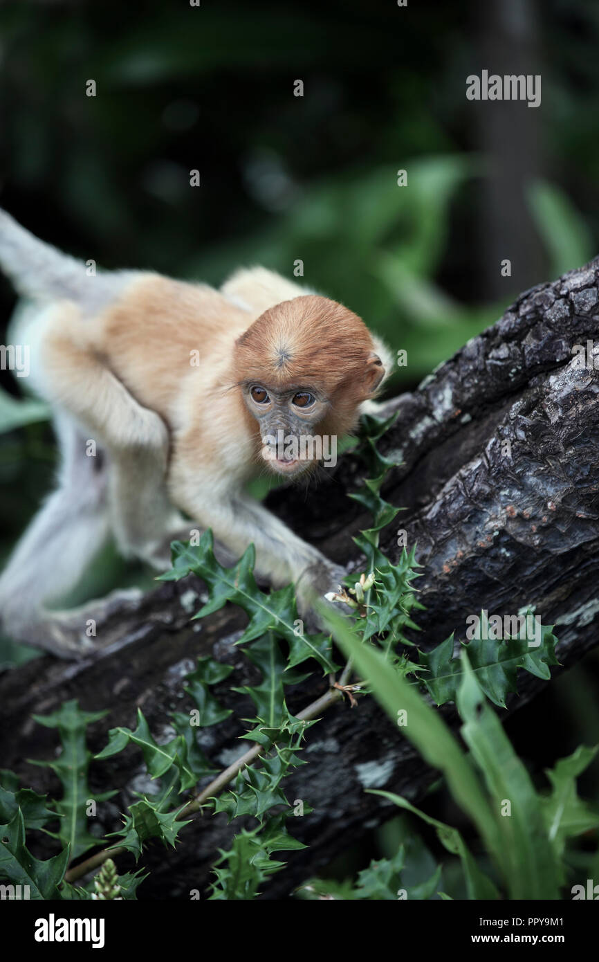 Baby proboscis monkey at Labuk Bay in Sabah, Borneo Stock Photo - Alamy