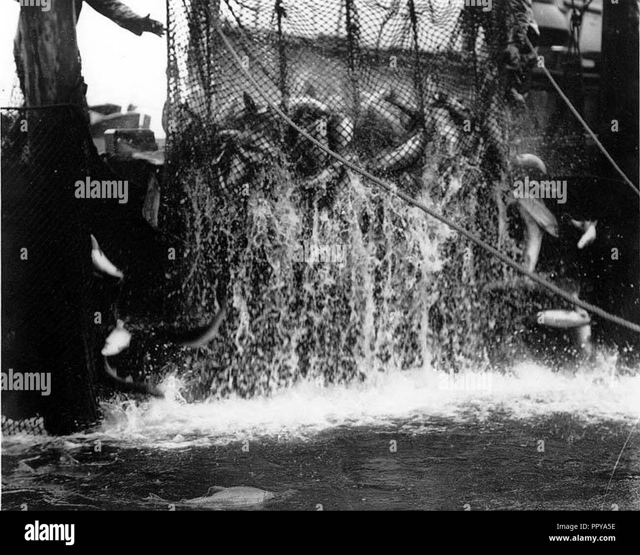 Brailing salmon from a fish trap, probably on Puget Sound (CURTIS 1674 ...