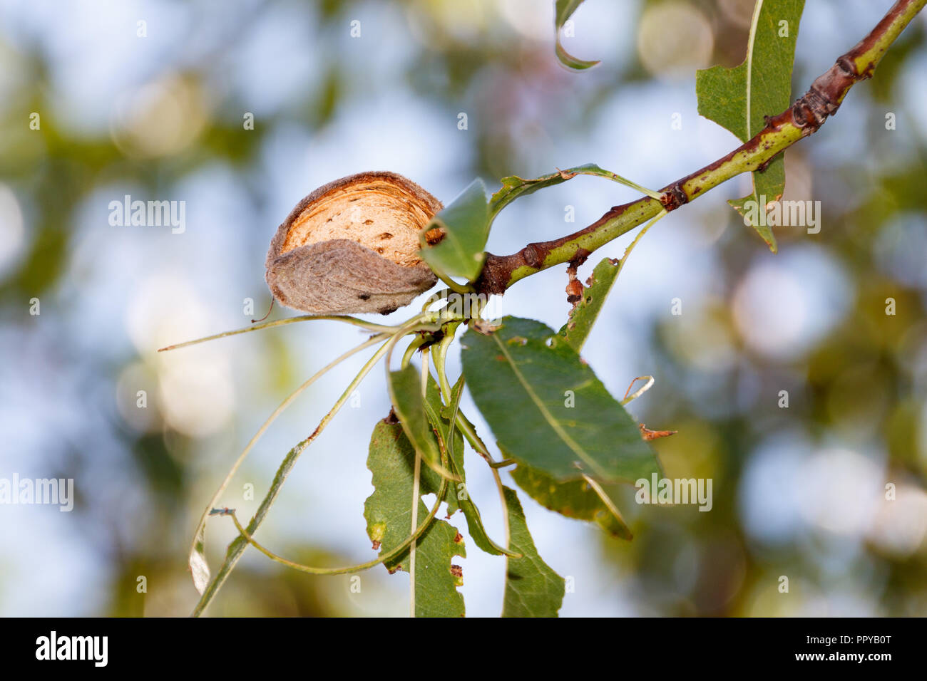 Ripe almond tree hi-res stock photography and images - Alamy