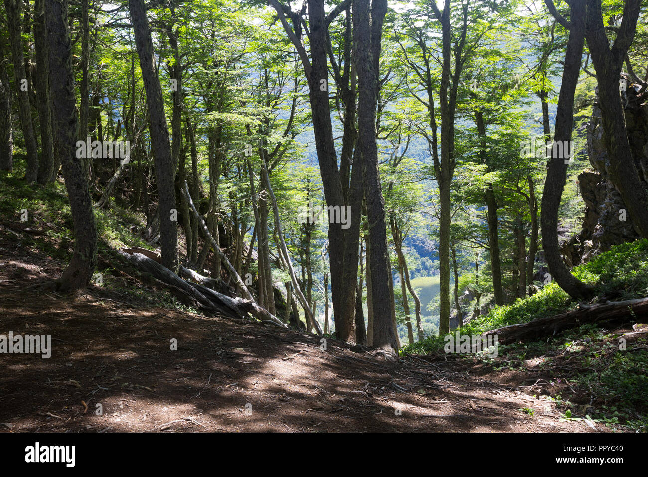 Hilltop forest views with green tall trees and shrubs in summer Stock ...