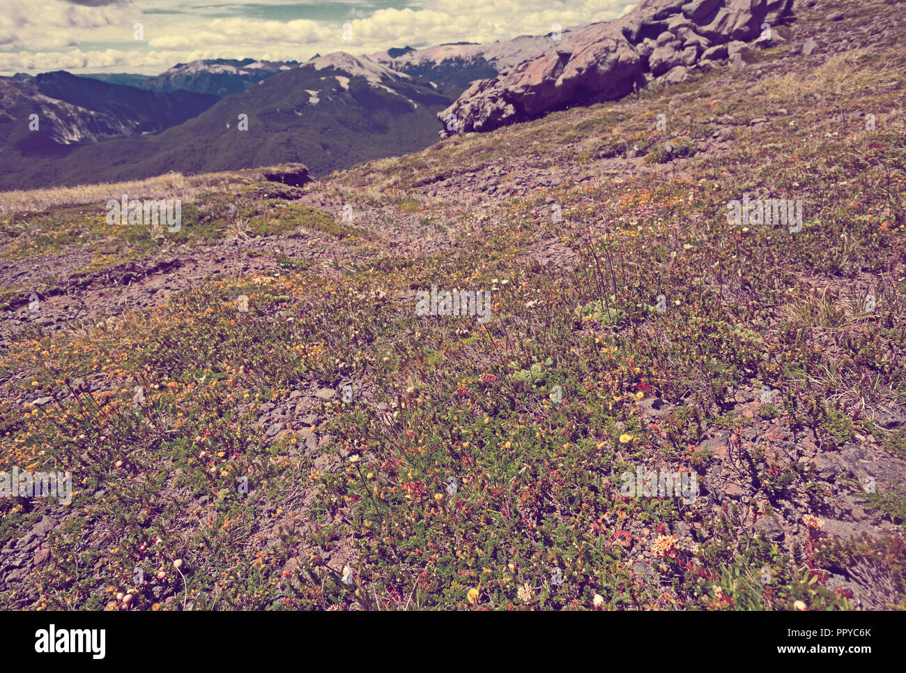 Stony landscape with flowering shrubs and mosses in the Andes Mountains ...