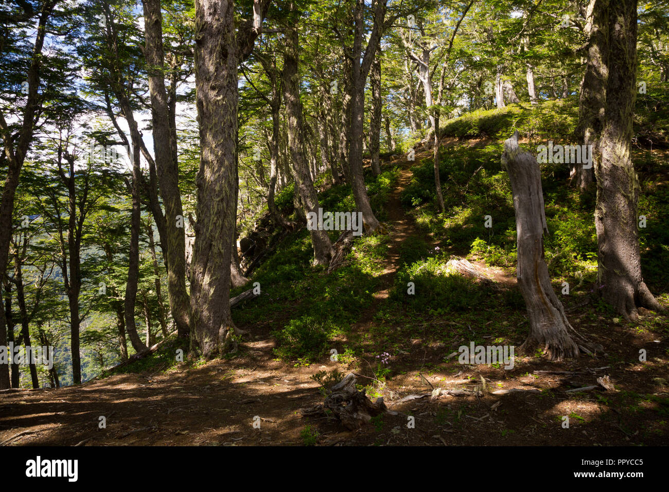 Trees at foot of Andes mountains near border with Chile. Patagonia ...