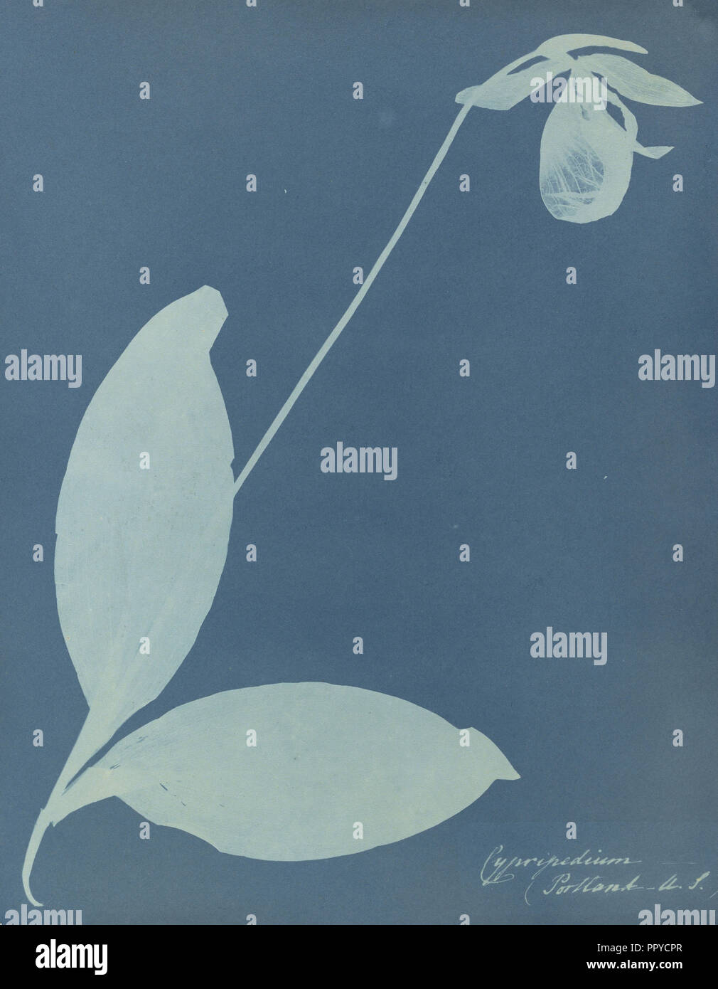 Anne atkins hi-res stock photography and images - Alamy