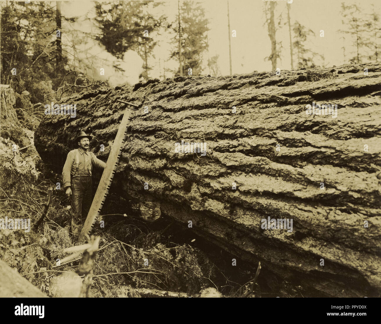 Crosscut saw hi-res stock photography and images - Alamy