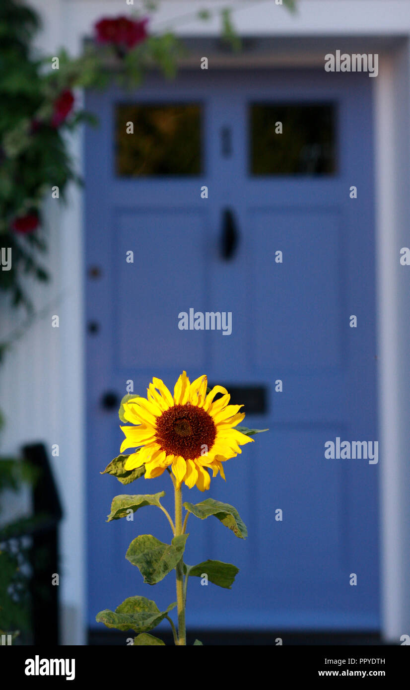 Sunflower door hi-res stock photography and images - Alamy