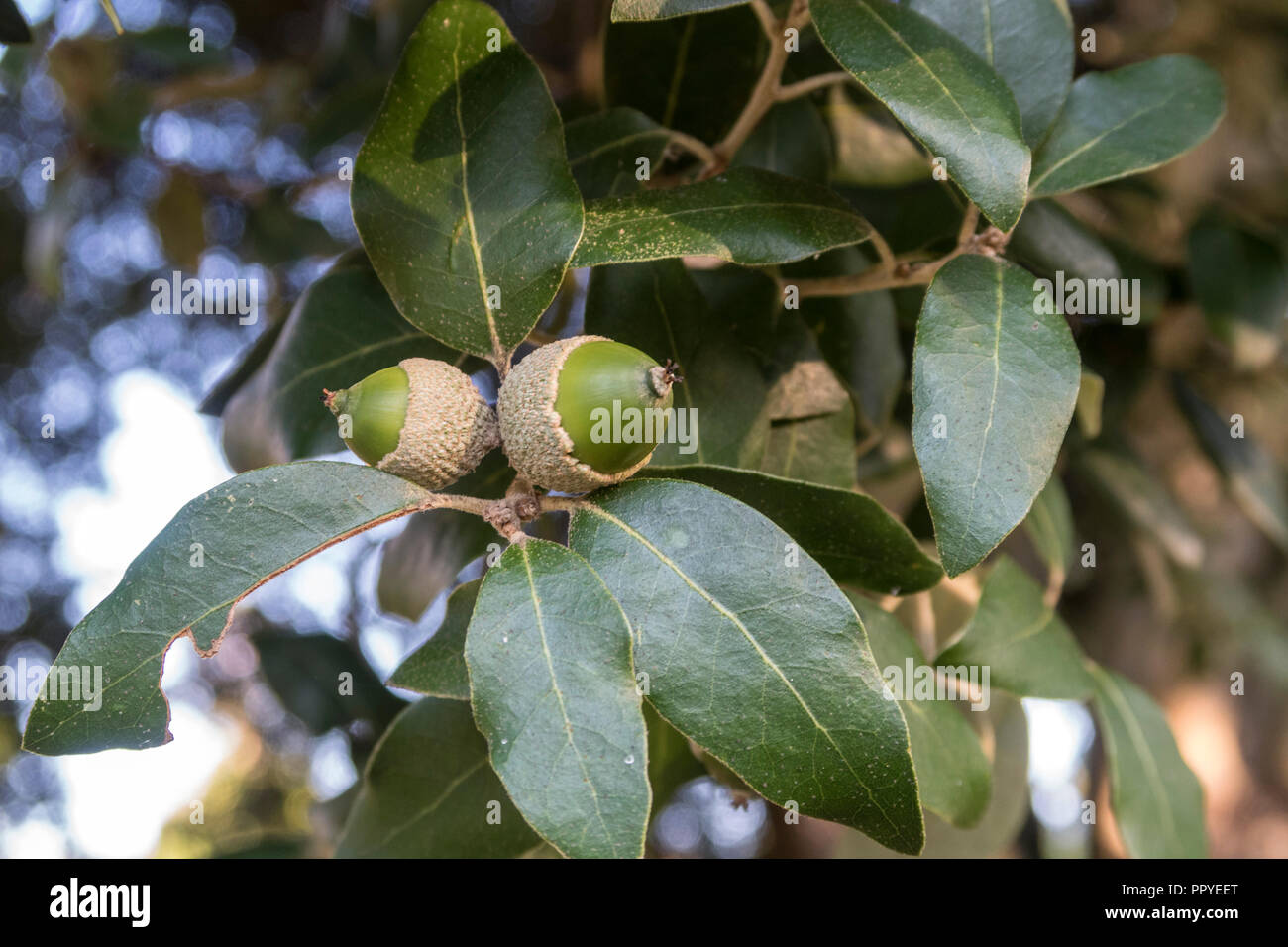 Quercus ilex hi-res stock photography and images - Alamy