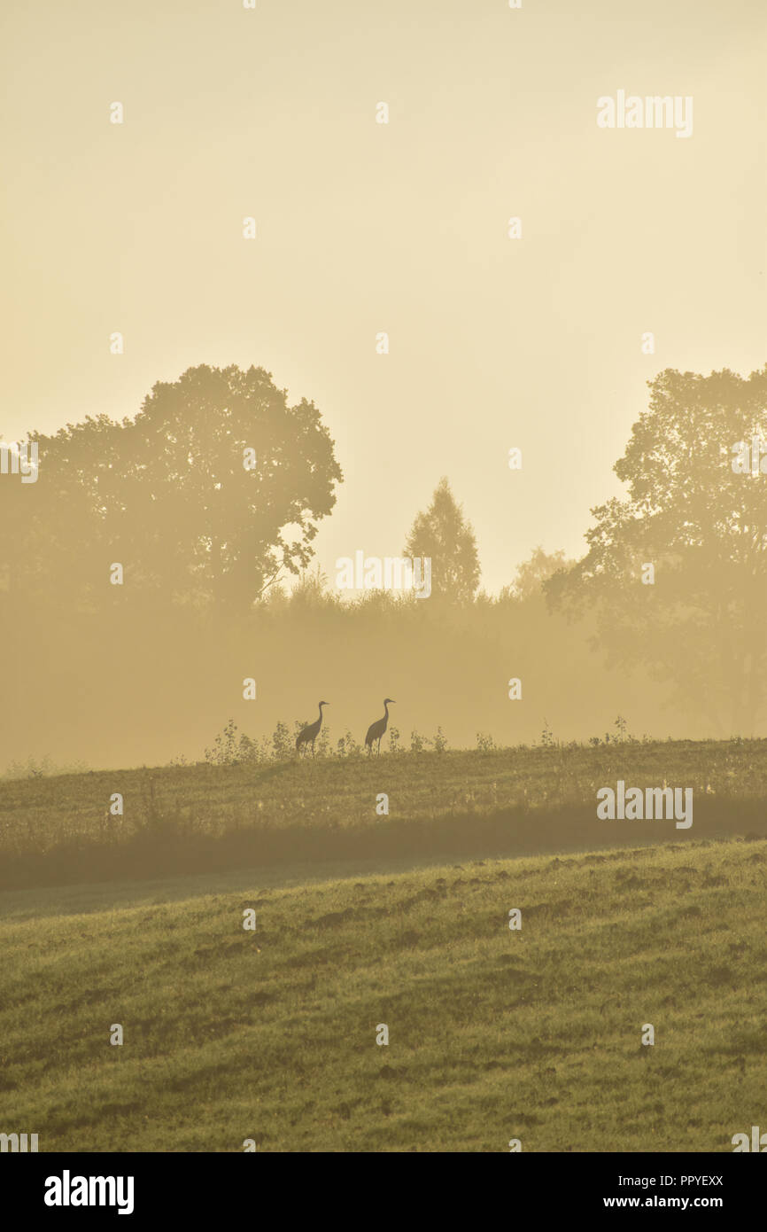 Cranes in love in the meadow countyside Stock Photo - Alamy