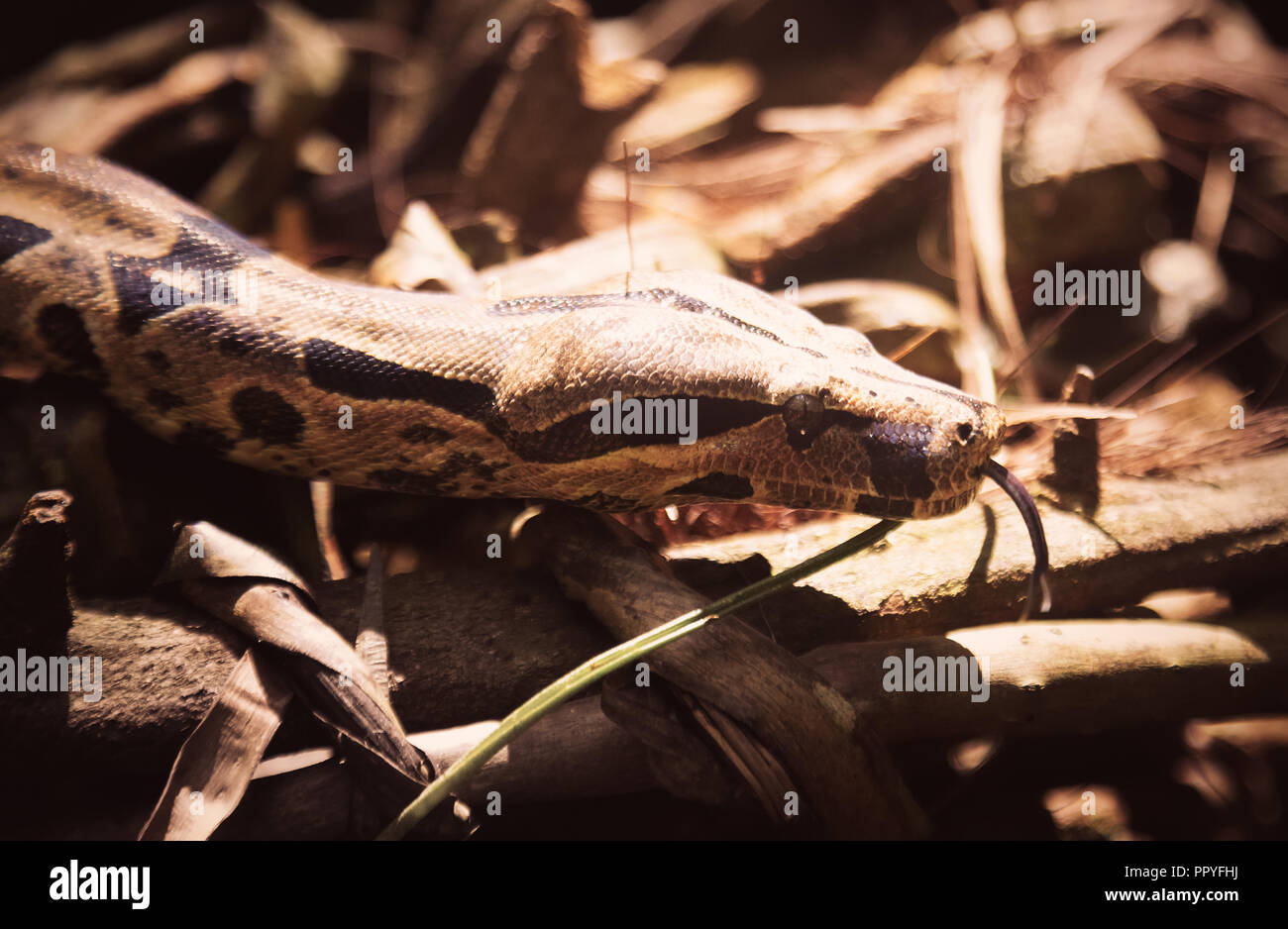 Non venomous snakes hi-res stock photography and images - Alamy