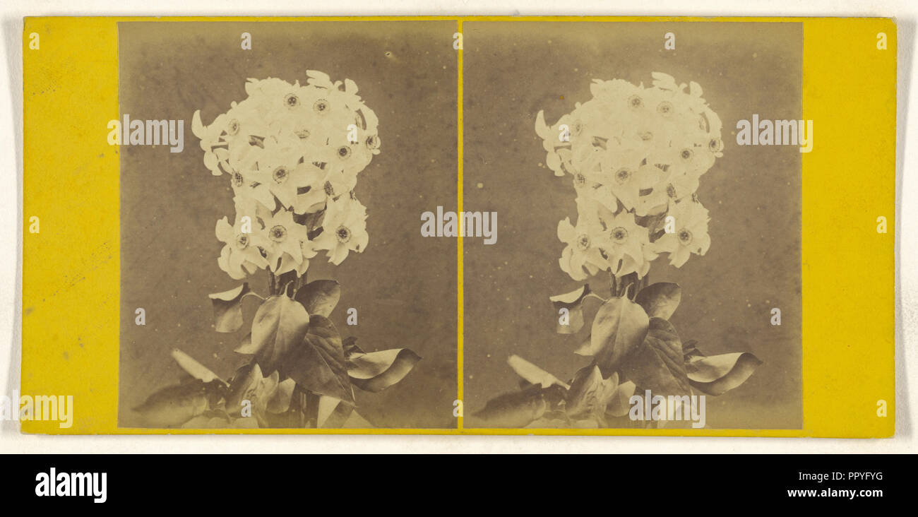 Flower arrangement; about 1870; Albumen silver print Stock Photo - Alamy