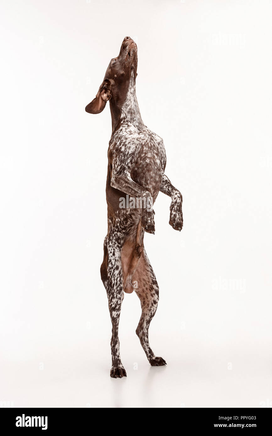German Shorthaired Pointer - Kurzhaar puppy dog standing isolated on ...