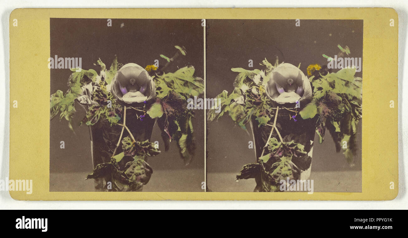 Flor del Espiritu Santo or The Flower of the Holy Ghost.; about 1865 ...