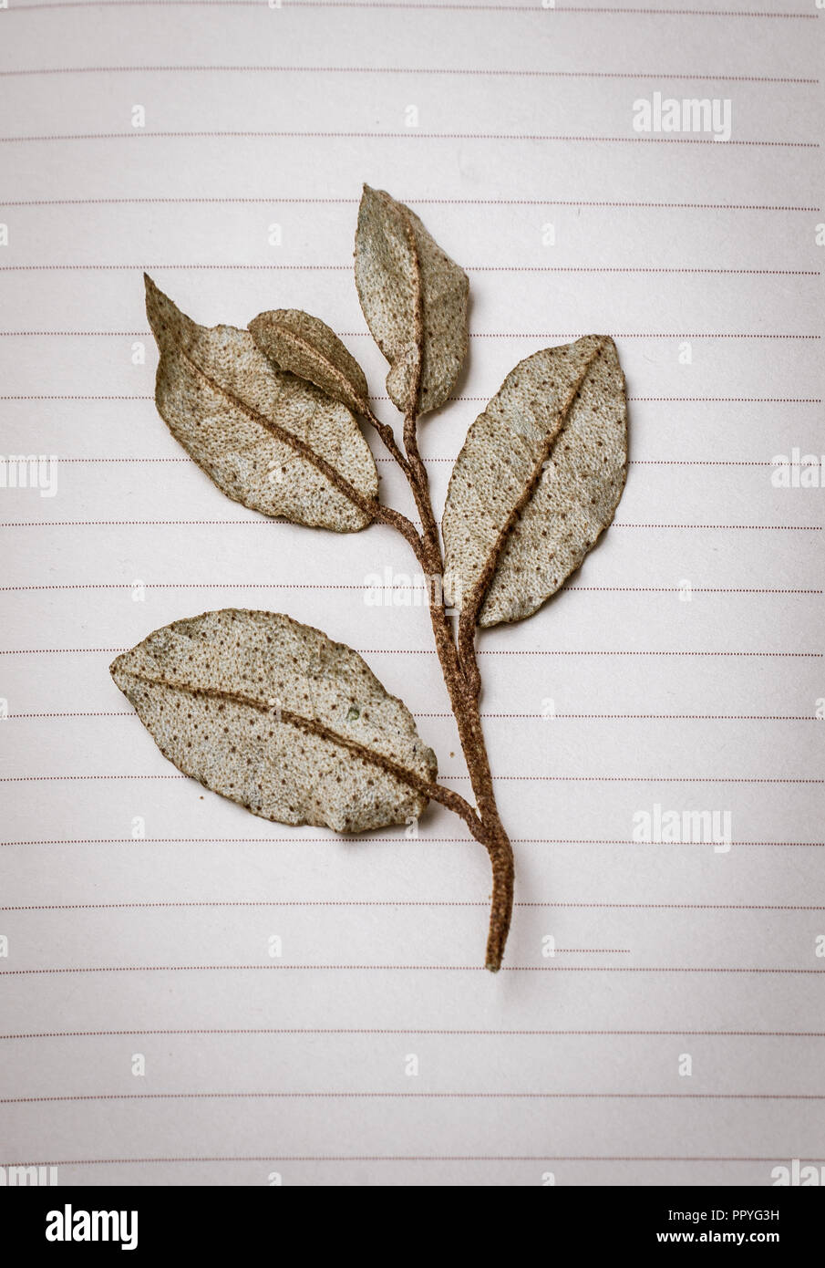 Dry green leaves placed on lined paper Stock Photo - Alamy