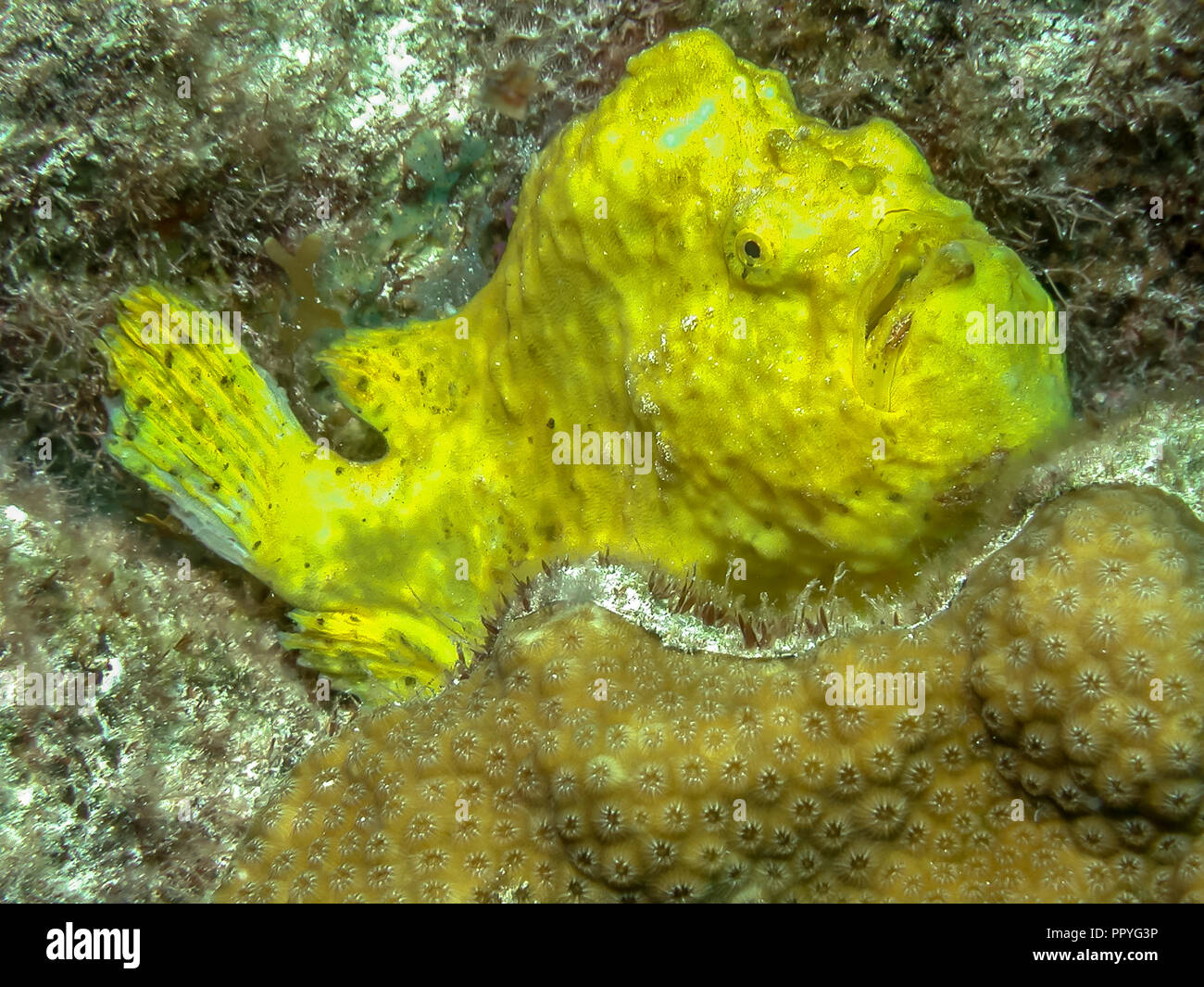 Frogfishes are any member of the anglerfish family Antennariidae, of ...