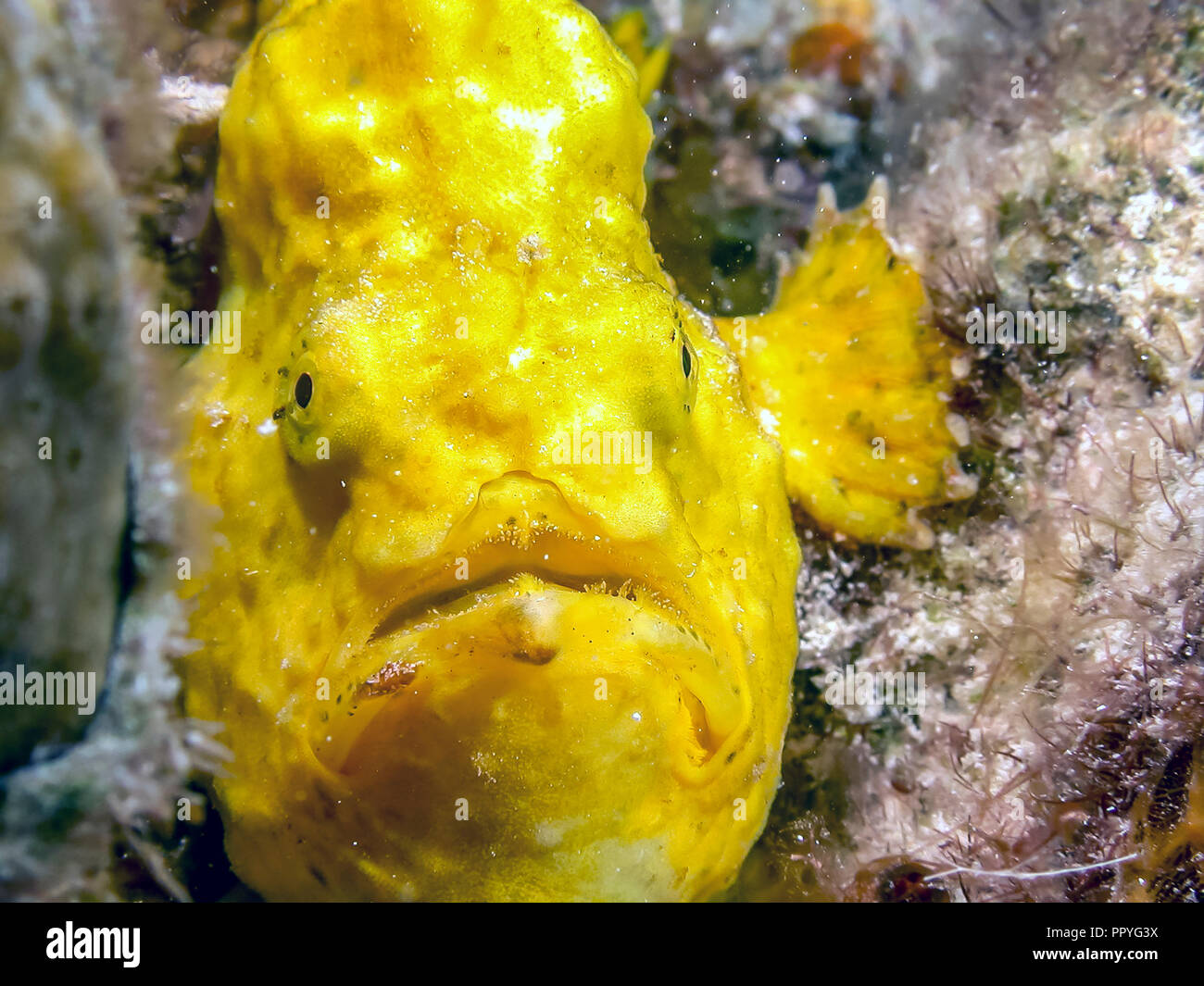 Animal anglerfish caribbean hi-res stock photography and images - Alamy
