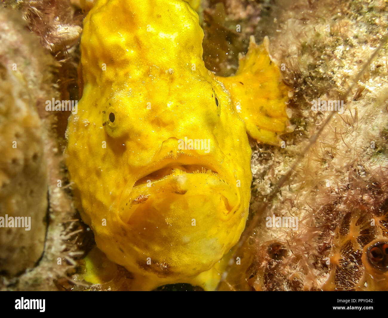 Animal anglerfish caribbean hi-res stock photography and images - Alamy