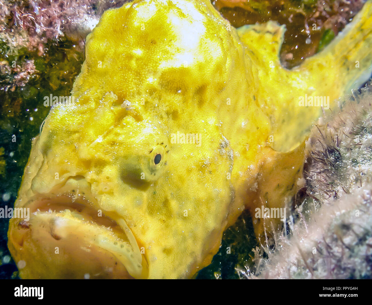 Frogfishes are any member of the anglerfish family Antennariidae, of ...