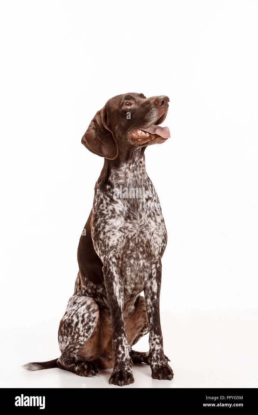 German Shorthaired Pointer - Kurzhaar puppy dog isolated on white ...