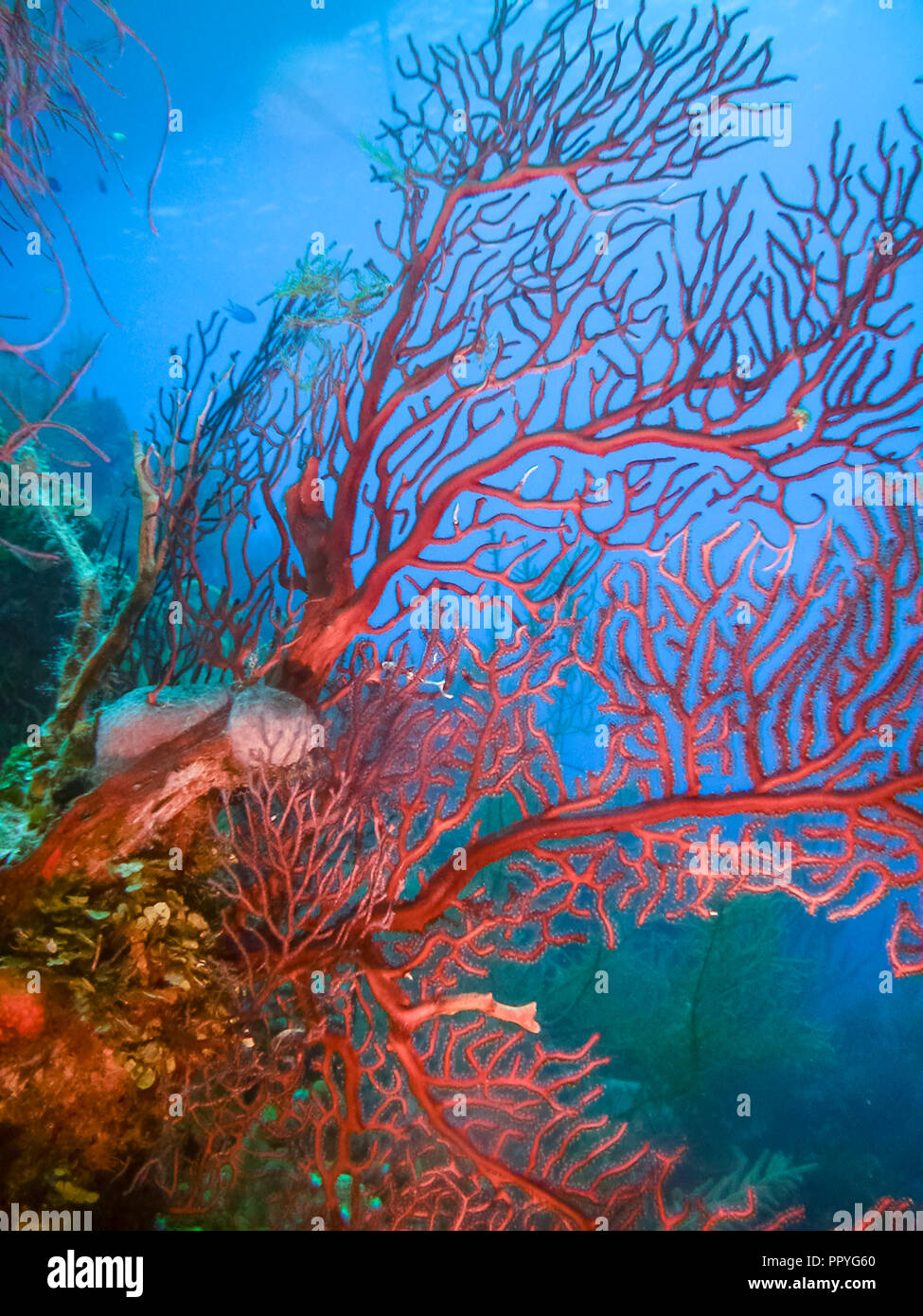 Coral reef in Carbiiean Sea close up gorgonian Stock Photo - Alamy
