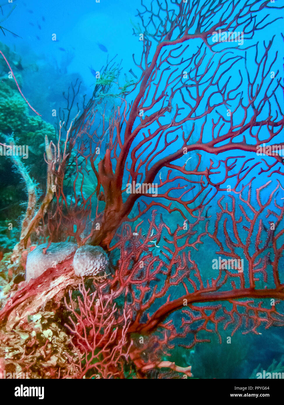 Deep water gorgonian sea fan hi-res stock photography and images - Alamy