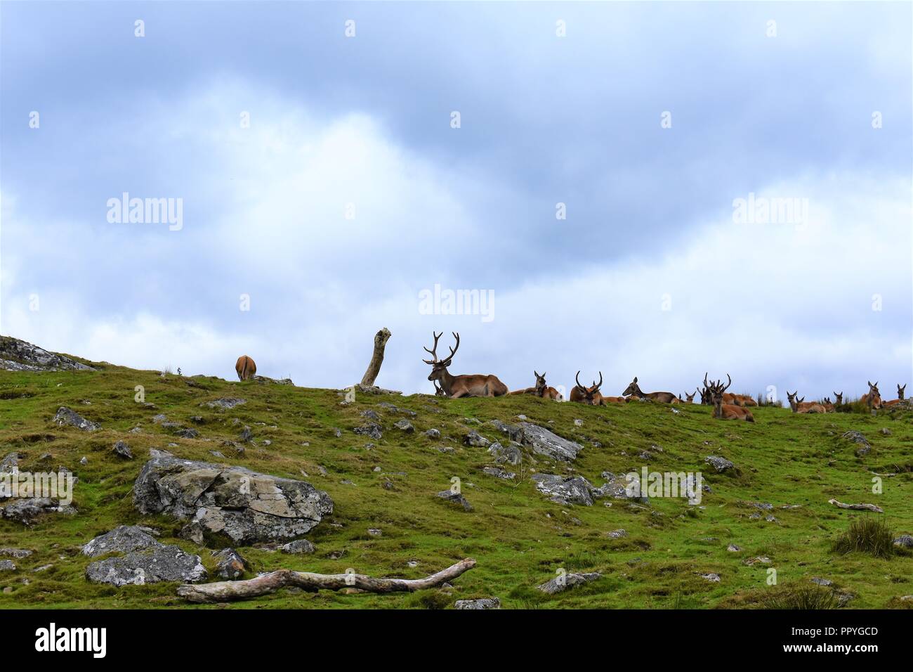 Highlands animals hi-res stock photography and images - Alamy