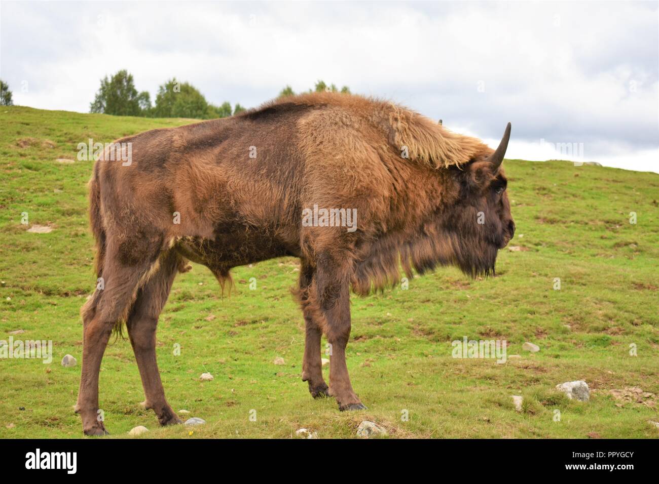 European bison uk hi-res stock photography and images - Alamy