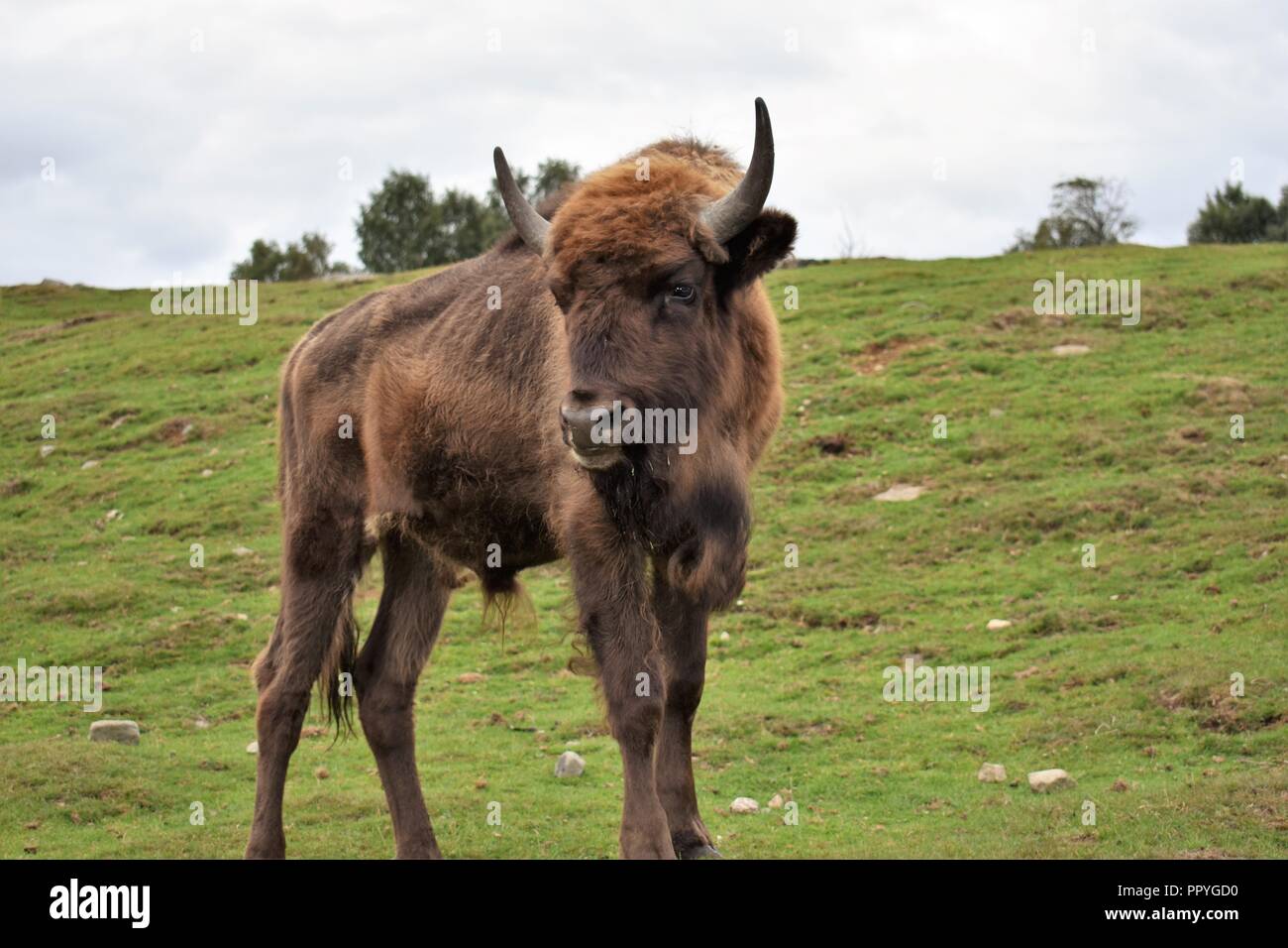Uk wild bison hi-res stock photography and images - Alamy