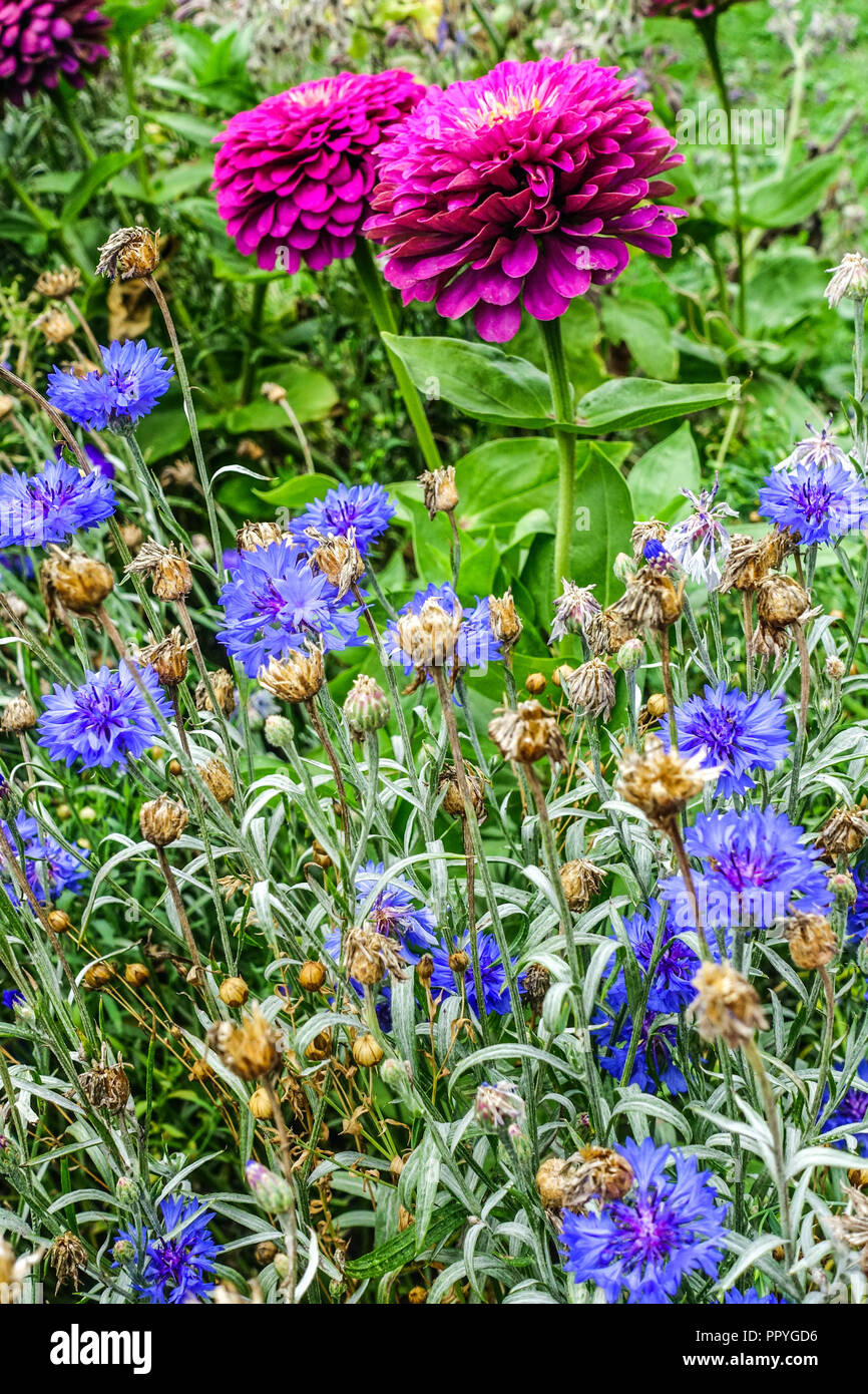 Cornflower, Centaurea cyanus in blue annual flowers garden bed Stock ...