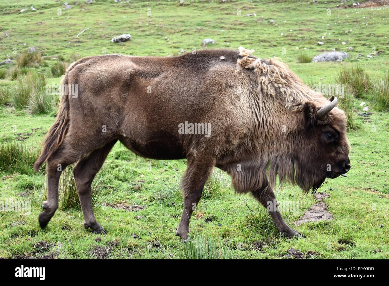Bison enclosure hi-res stock photography and images - Alamy