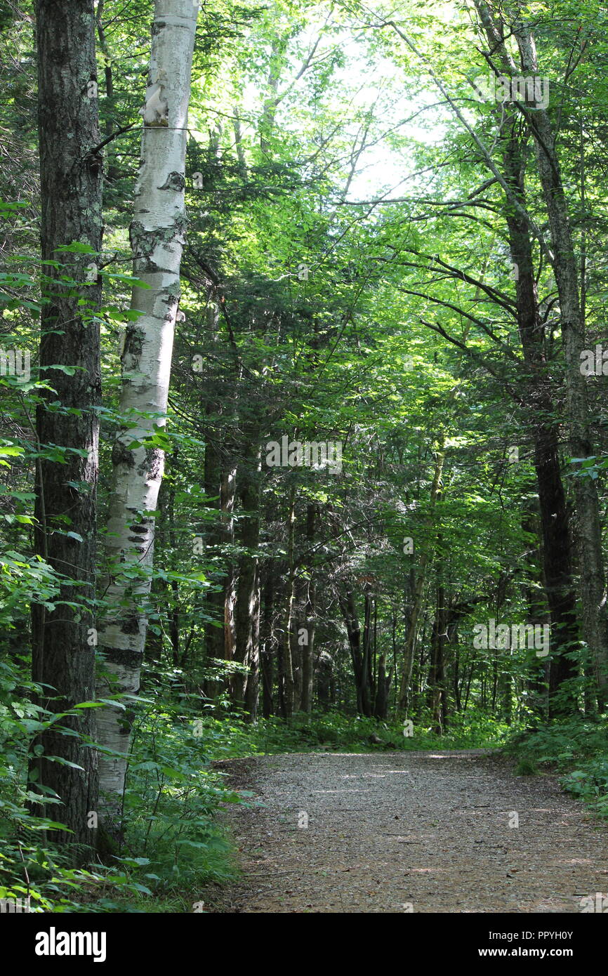 Shady gravel road hi-res stock photography and images - Alamy