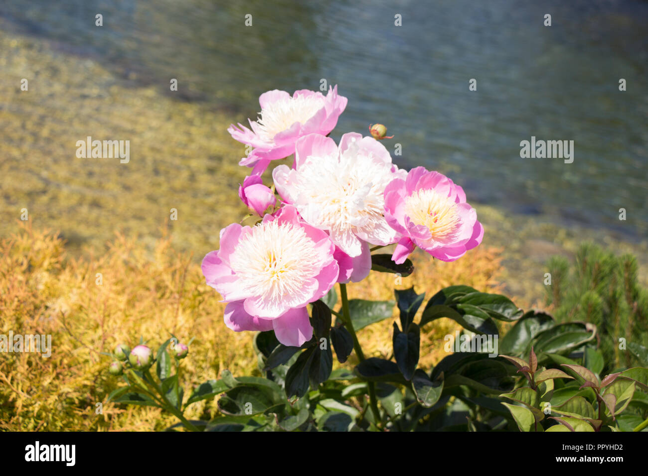 Colorful blooming wild spring flowers Stock Photo - Alamy
