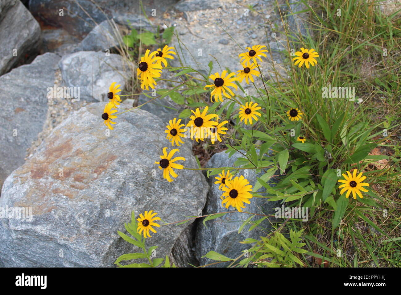 Yellow flowers growing rocks hi-res stock photography and images - Alamy