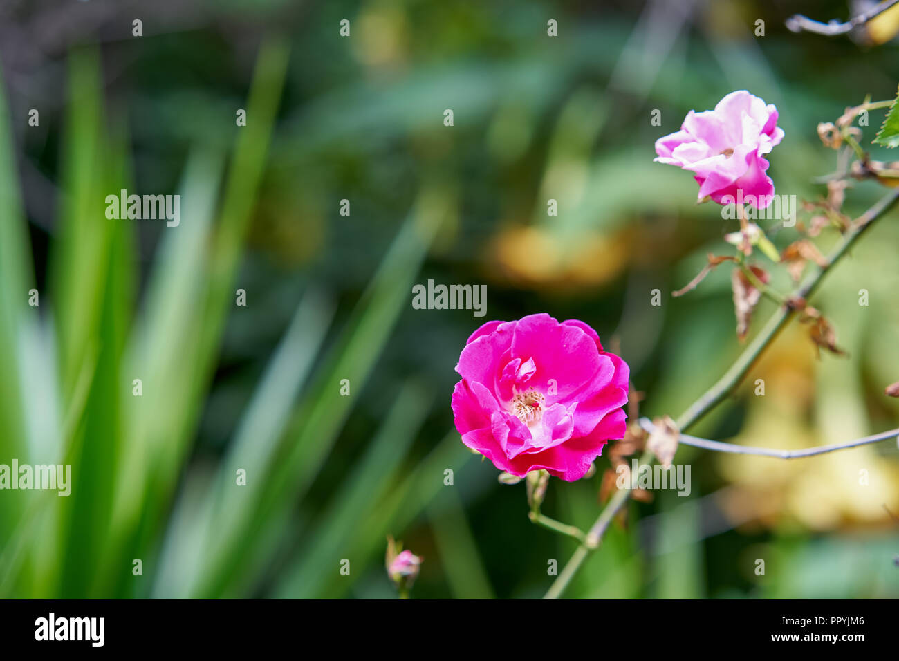 Burgeoning garden hi-res stock photography and images - Alamy