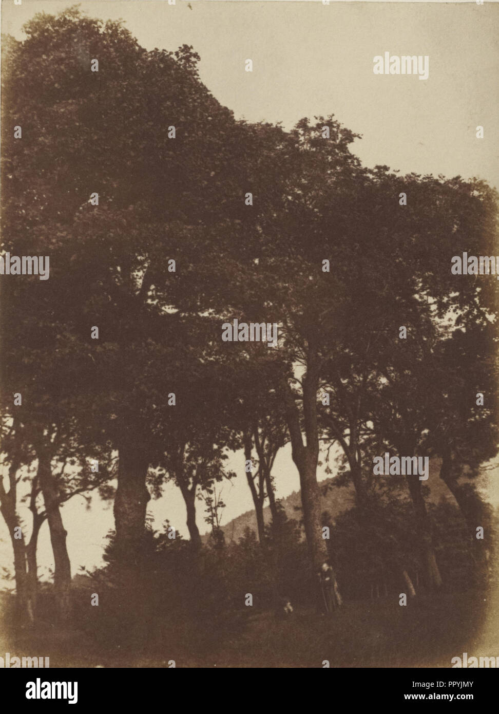 Field at Bonaly; Hill & Adamson, Scottish, active 1843 - 1848, Scotland ...