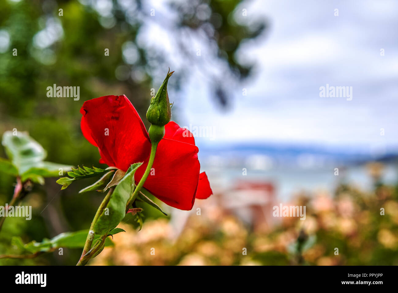 A burgeoning red rose Stock Photo - Alamy