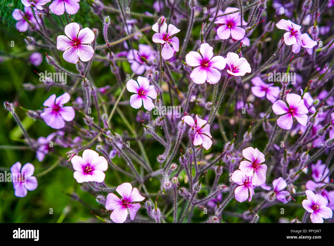 Giant geranium hi-res stock photography and images - Alamy