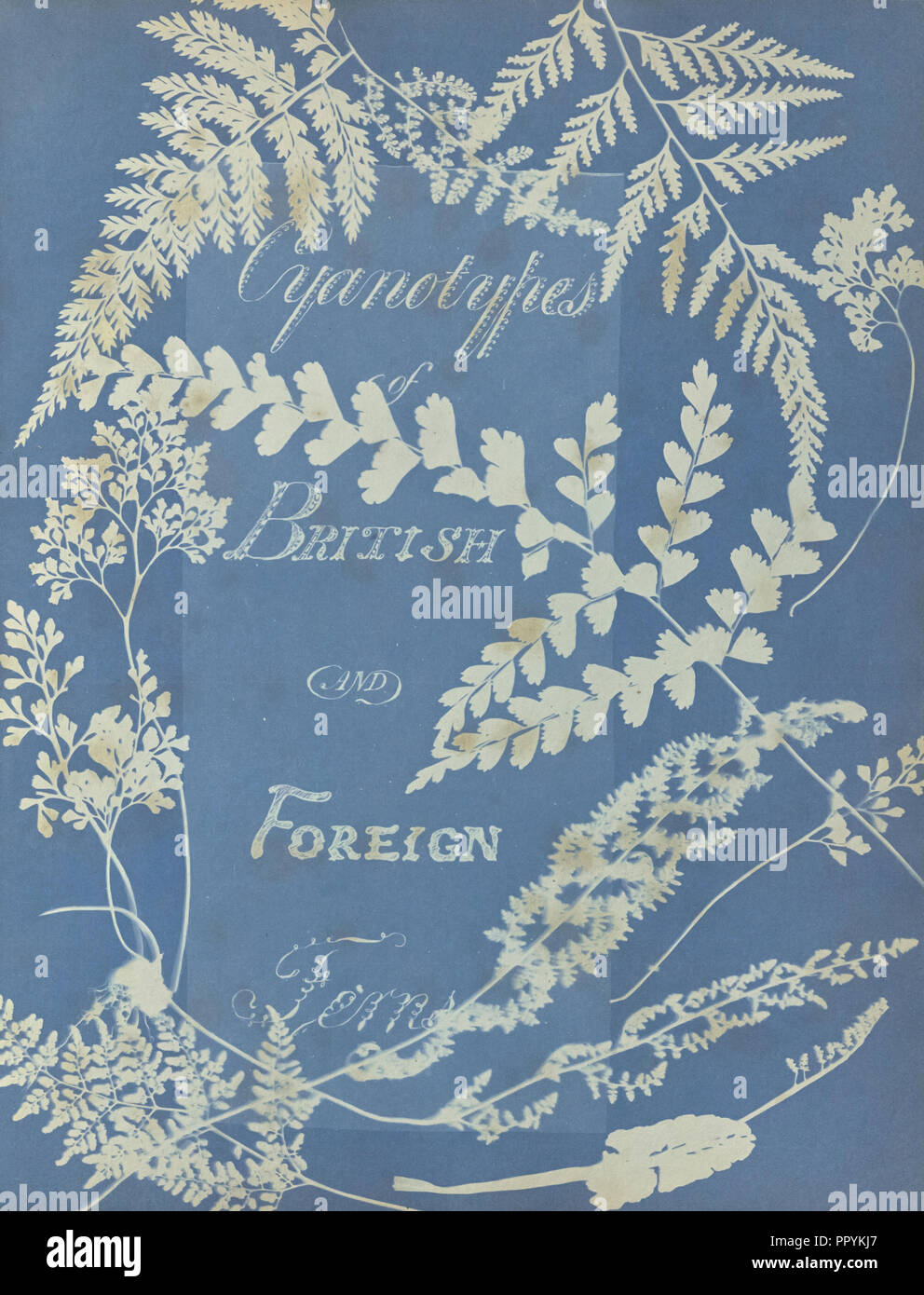 Anna atkins cyanotypes hi-res stock photography and images - Alamy
