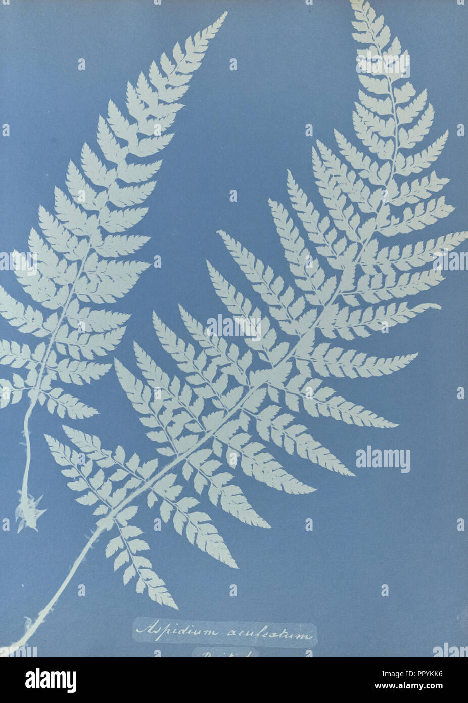 Aspidium hi-res stock photography and images - Alamy