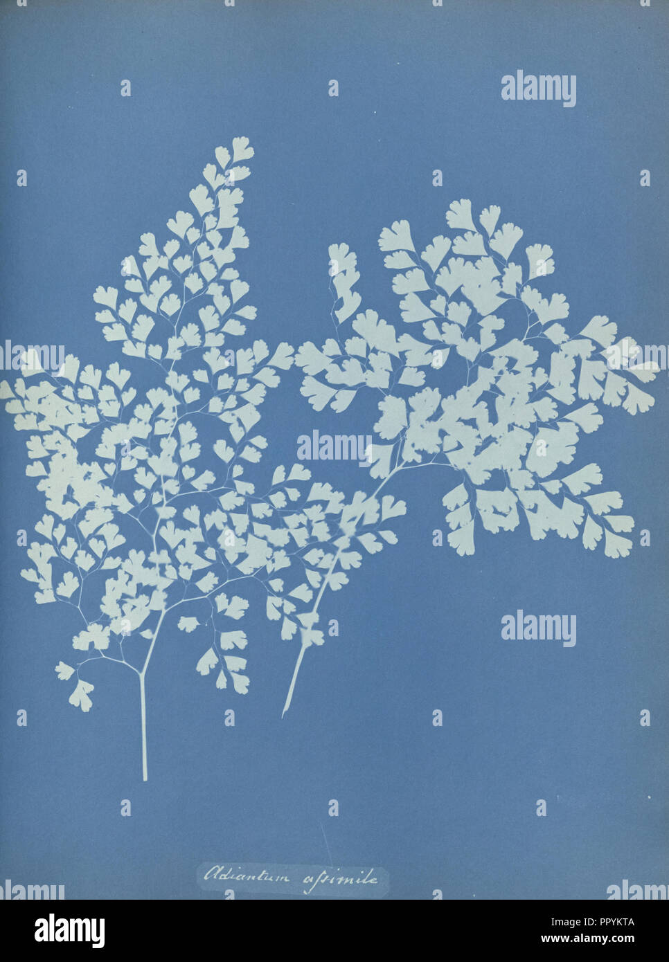 Adiantum assimile hi-res stock photography and images - Alamy