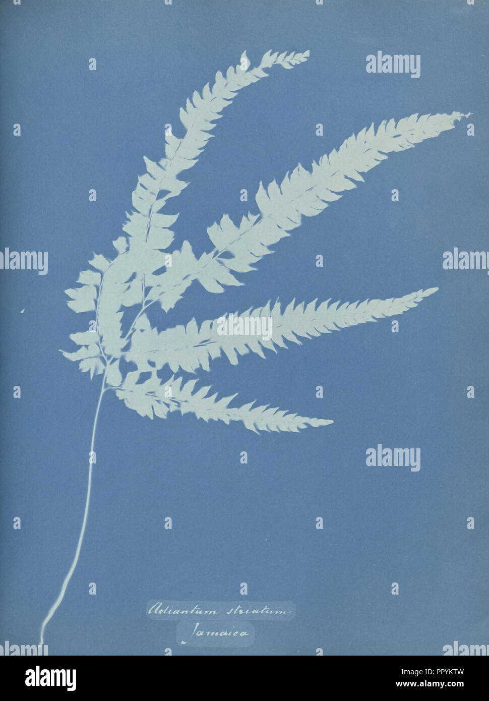 British jamaica hi-res stock photography and images - Alamy