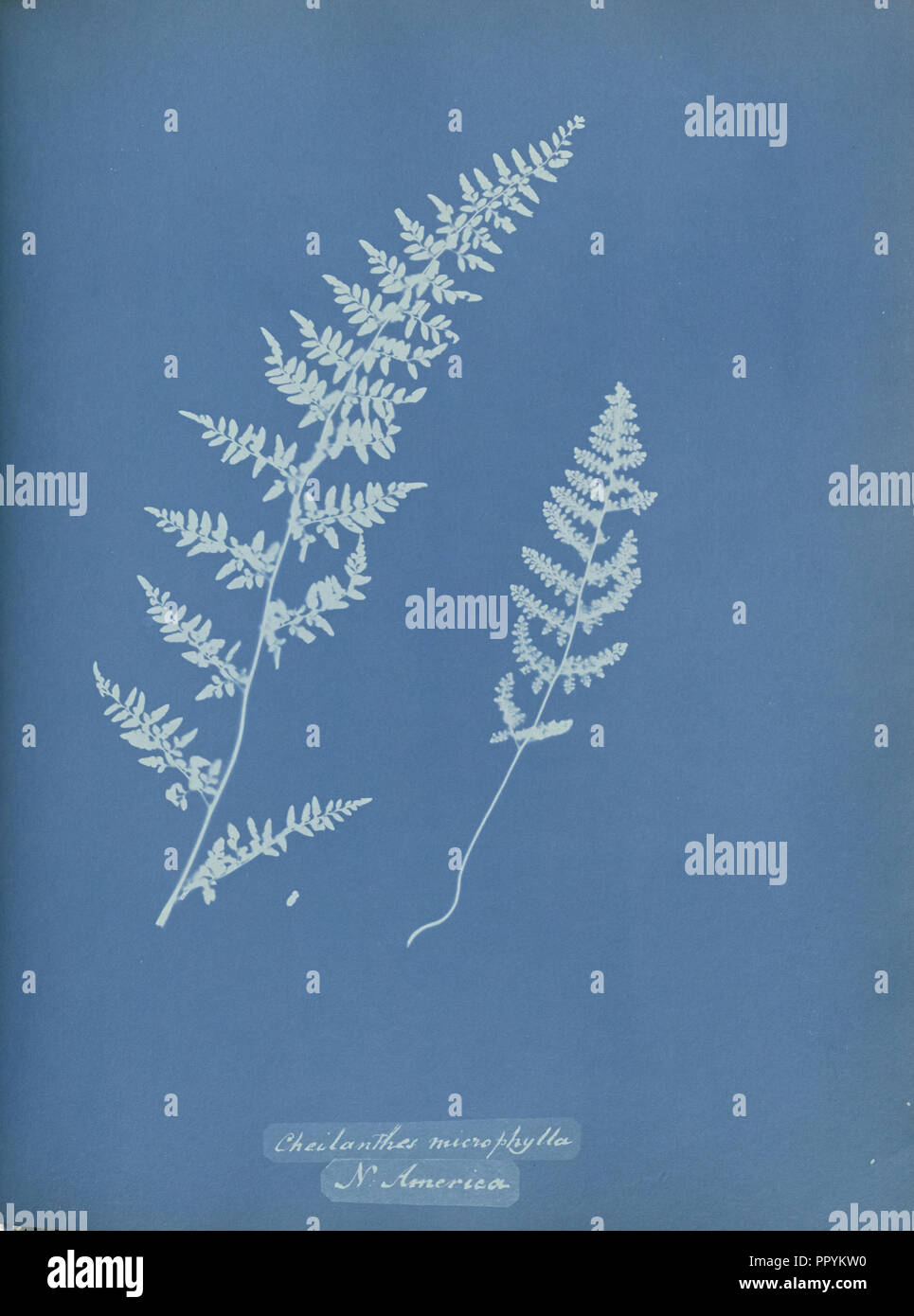 Cheilanthes microphylla hi-res stock photography and images - Alamy