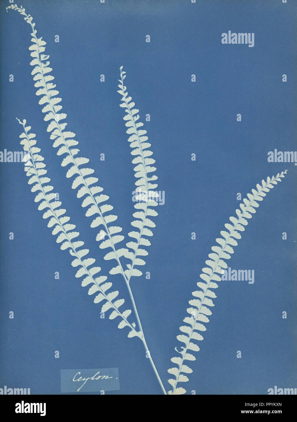 England sri lanka hi-res stock photography and images - Alamy