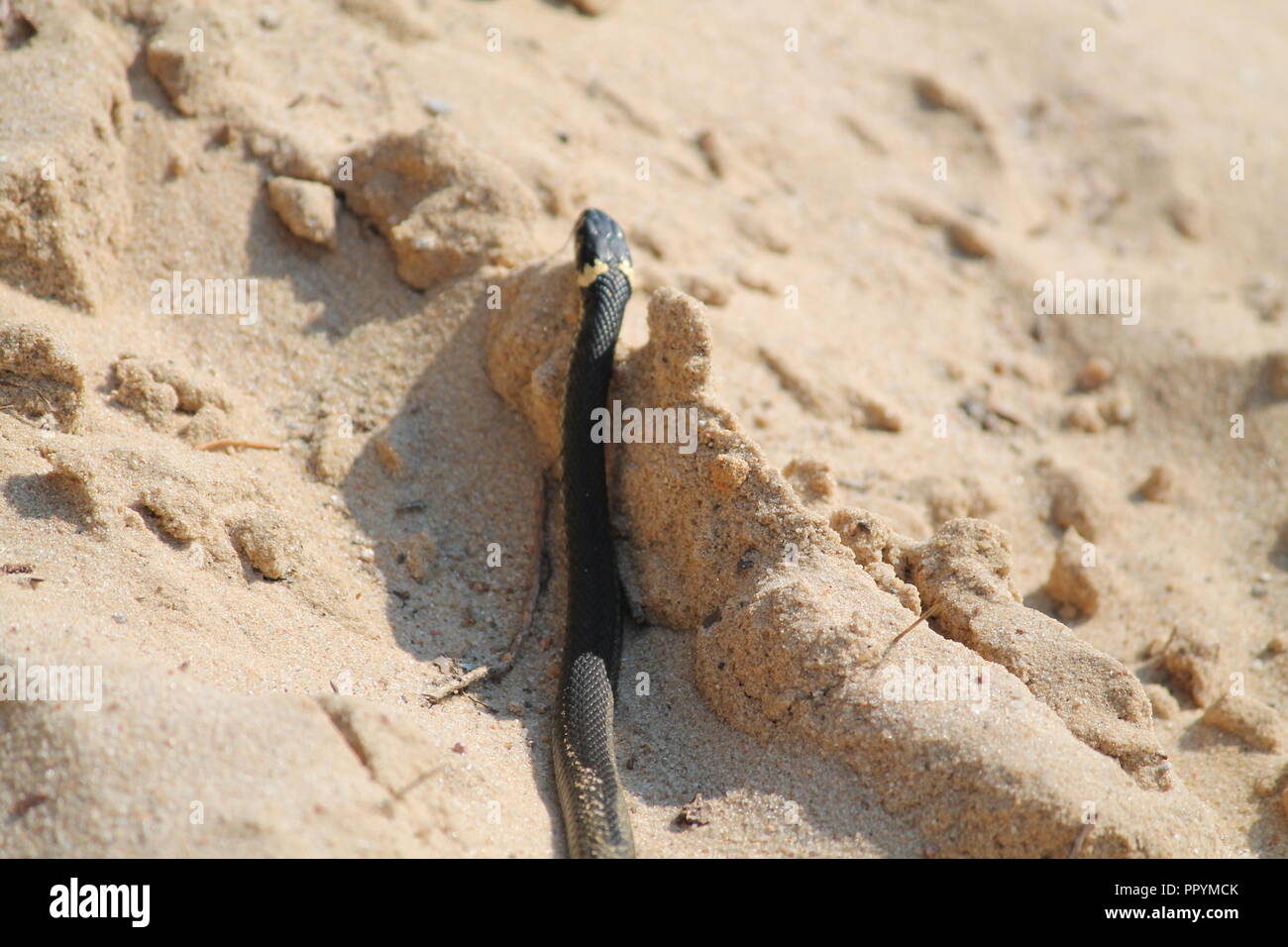 Snake and landscape hi-res stock photography and images - Alamy