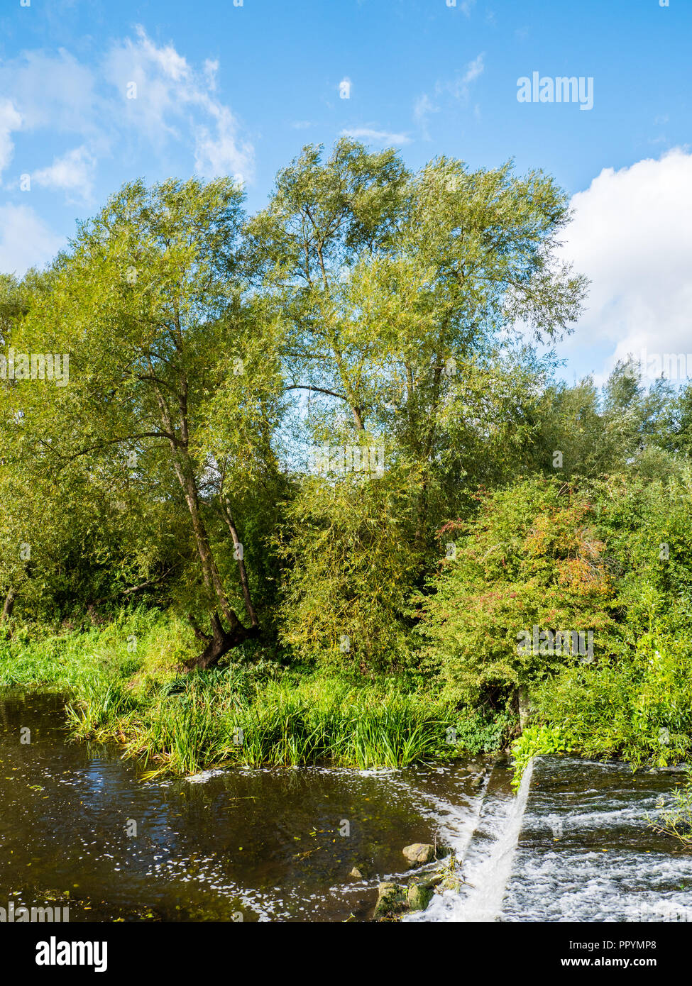 Wild Landscape, Forested River Thames, Kennington, Oxford, Oxfordshire ...