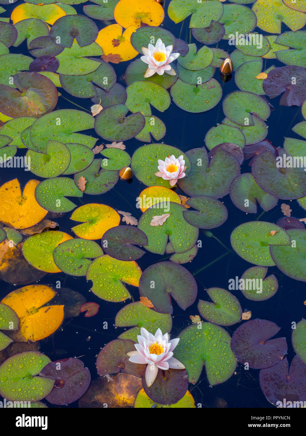 Rain garden pond hi-res stock photography and images - Alamy
