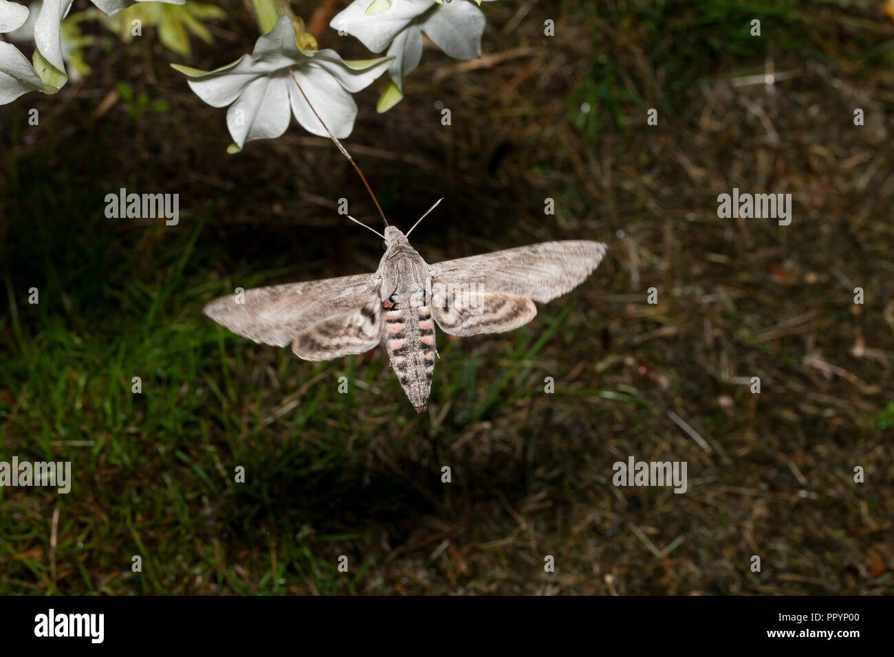 Jasmine moth hi-res stock photography and images - Alamy