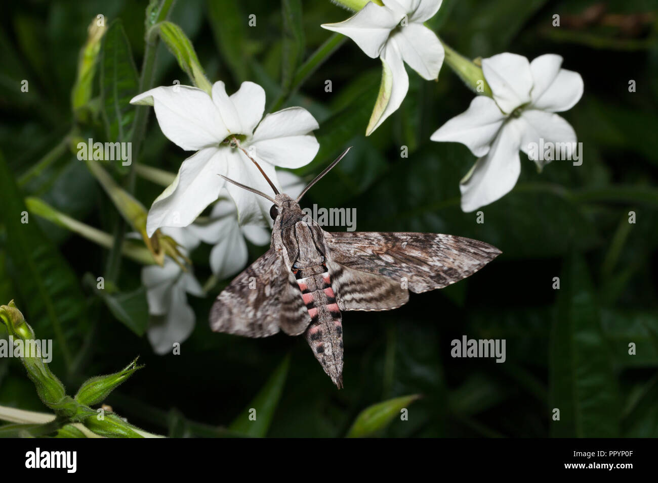 Convolvulus hawk-moth feeding on jasmine tobacco Stock Photo - Alamy