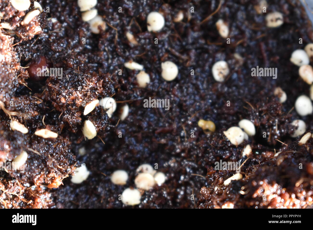 Plants and seeds Stock Photo - Alamy