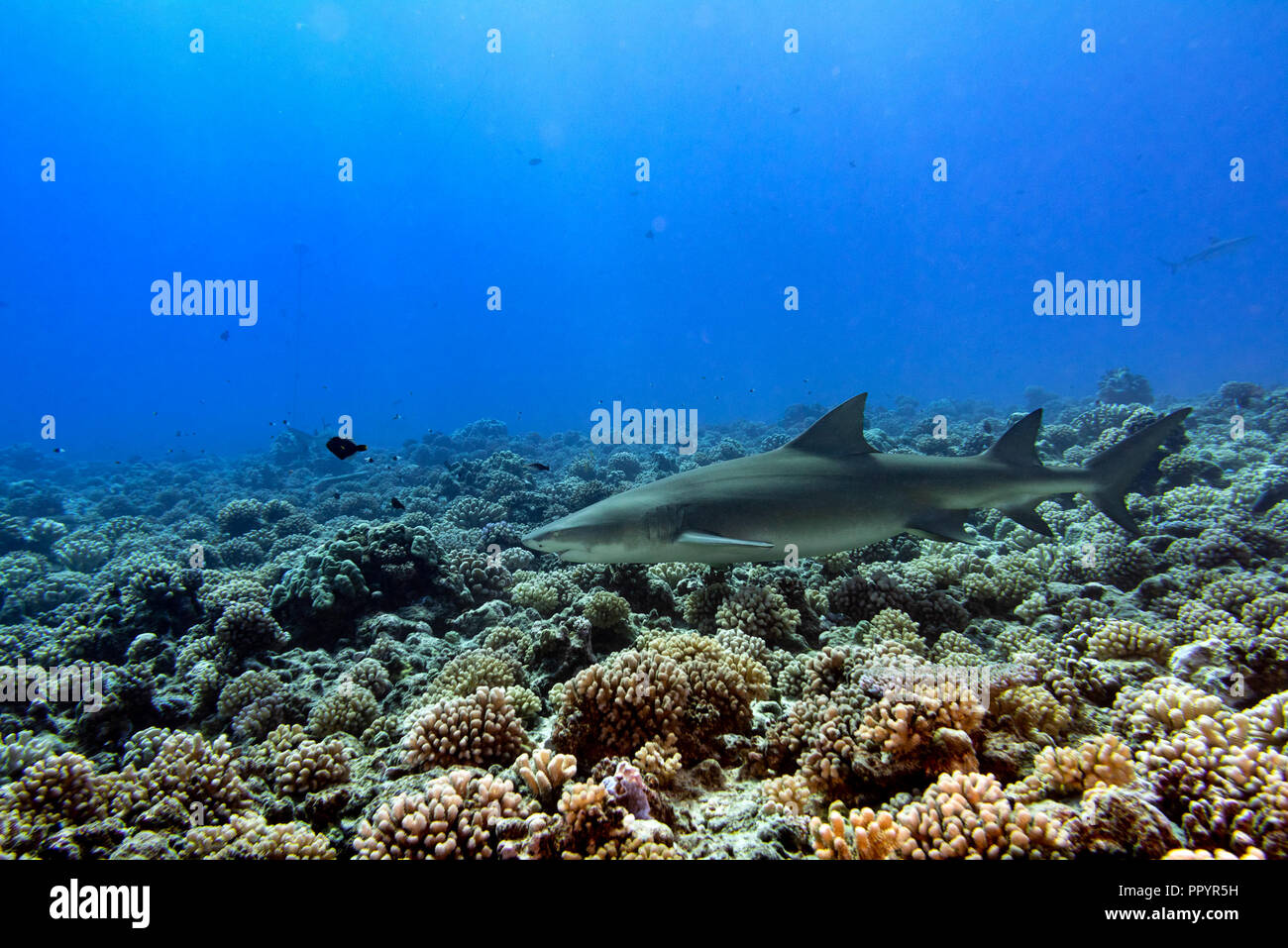 Lemon shark coming to you while diving french polynesia Stock Photo - Alamy