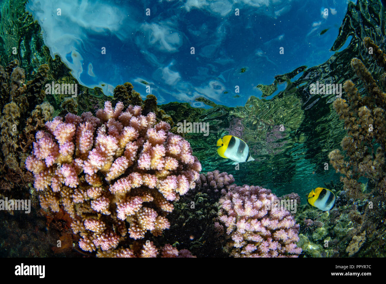 snorkeling in french polynesia turquoise water lagoon Stock Photo - Alamy